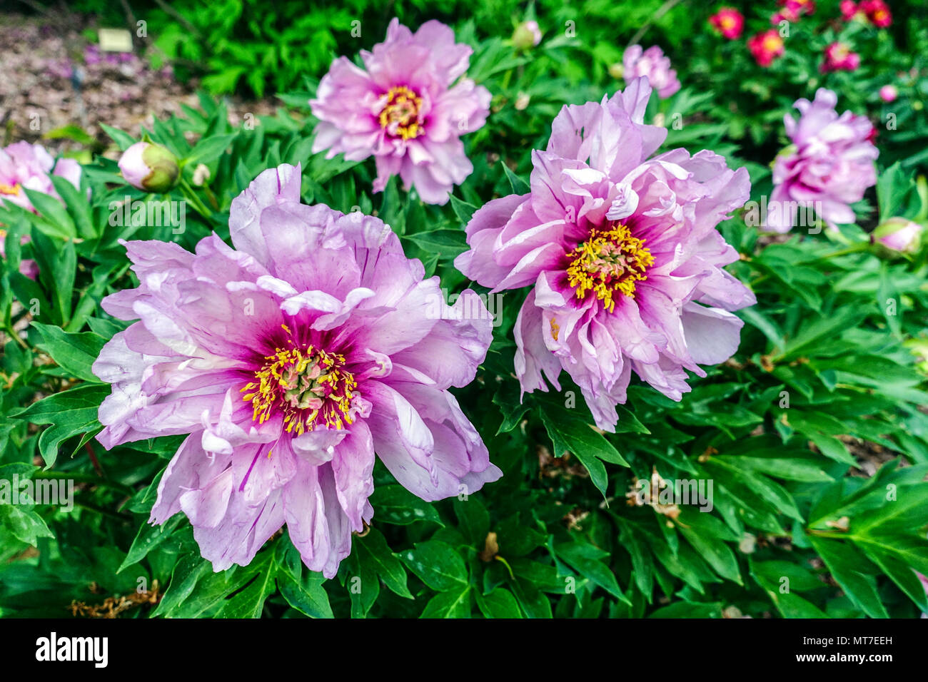 Paeonia lactiflora " First Arrival ", Pink Peony, Peonies Stock Photo ...