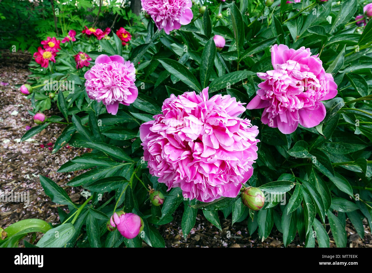 Paeonia lactiflora " Blue Bird ", Pink Peony, Peonies Stock Photo - Alamy