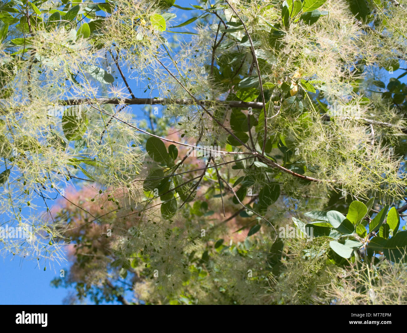 Smoke tree in the park Stock Photo - Alamy
