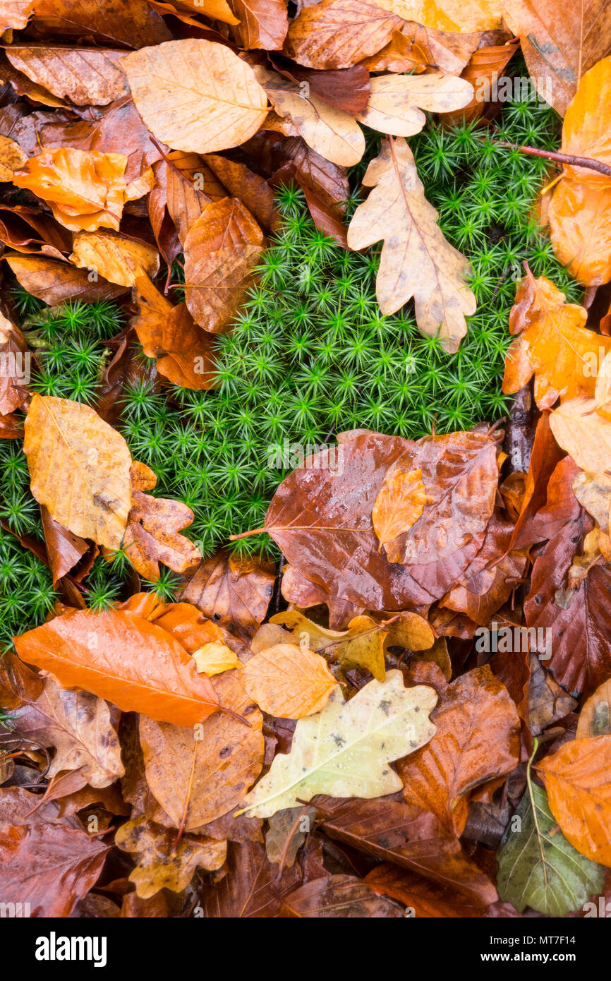 Beautiful autumn forest moss plants hi-res stock photography and images ...