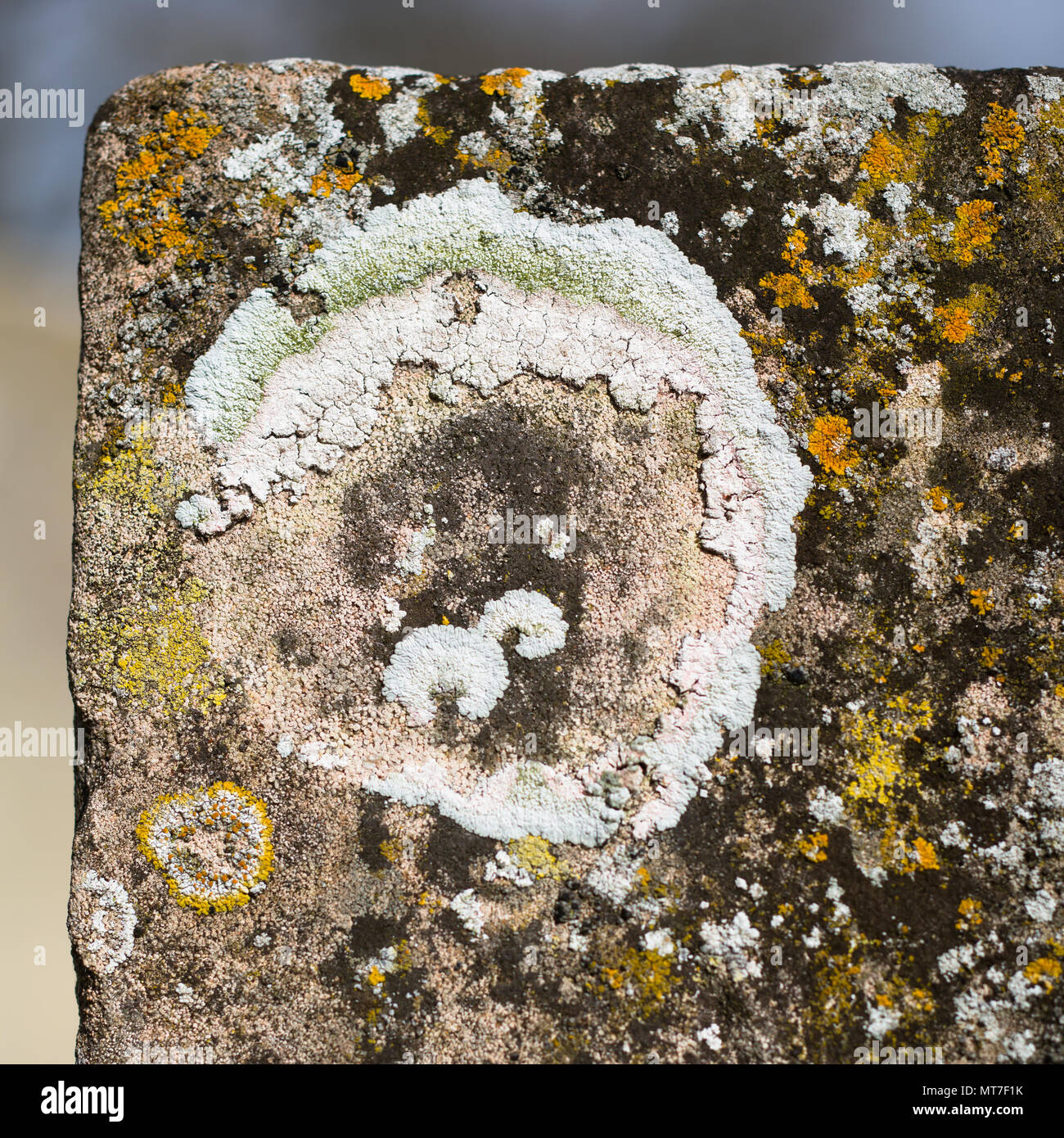 Lichens colour hi-res stock photography and images - Alamy