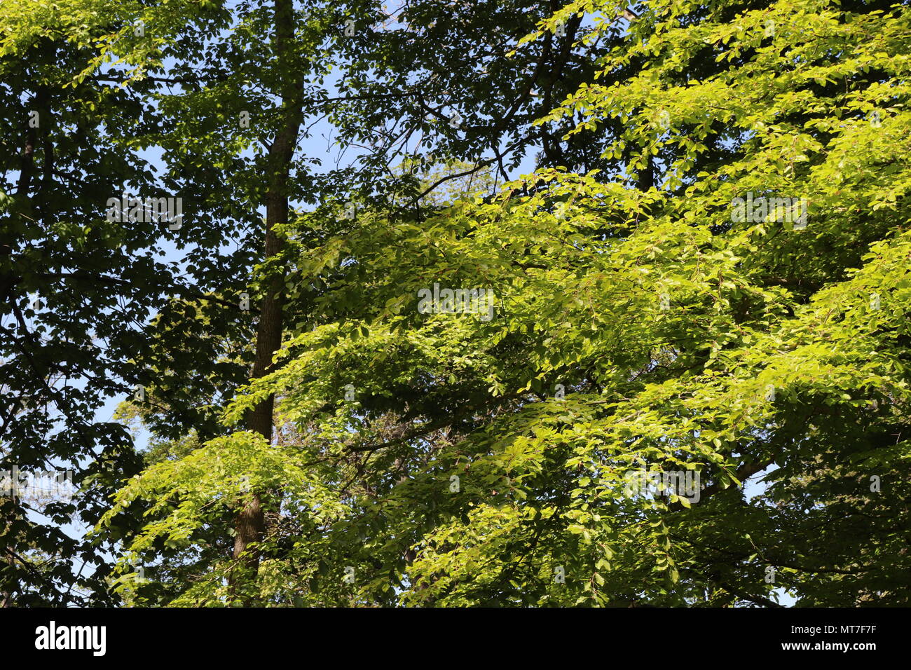 Tree canopies hi-res stock photography and images - Alamy