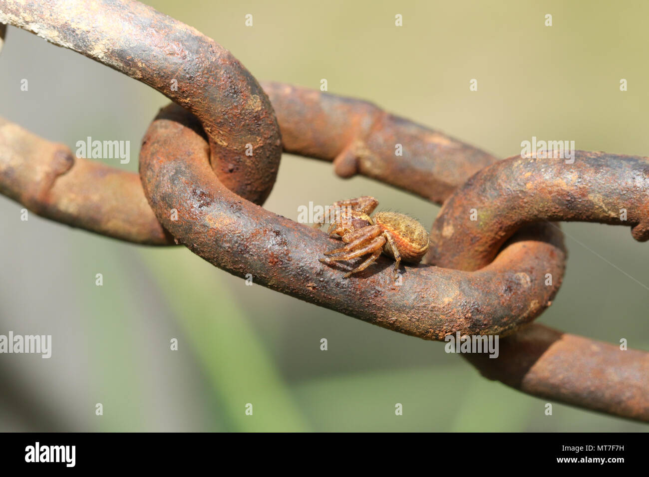 Rusty metal spider hi-res stock photography and images - Alamy