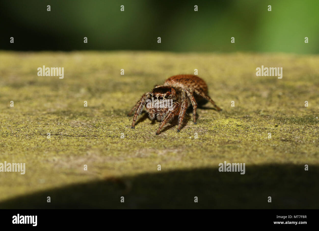 A cute Jumping Spider (Evarcha falcata) hunting for food on a wooden ...