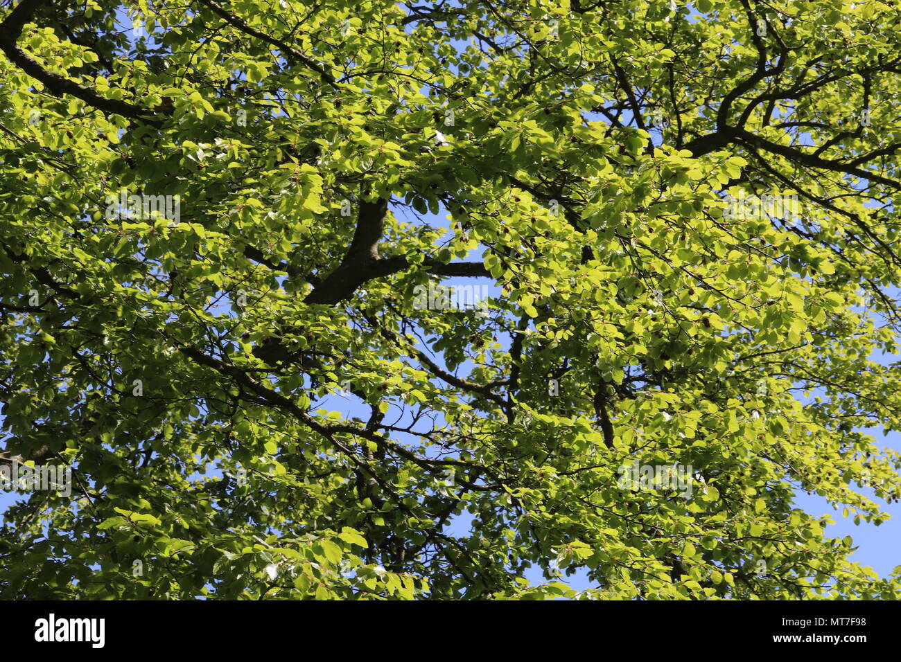 Treetops and tree canopies Stock Photo - Alamy