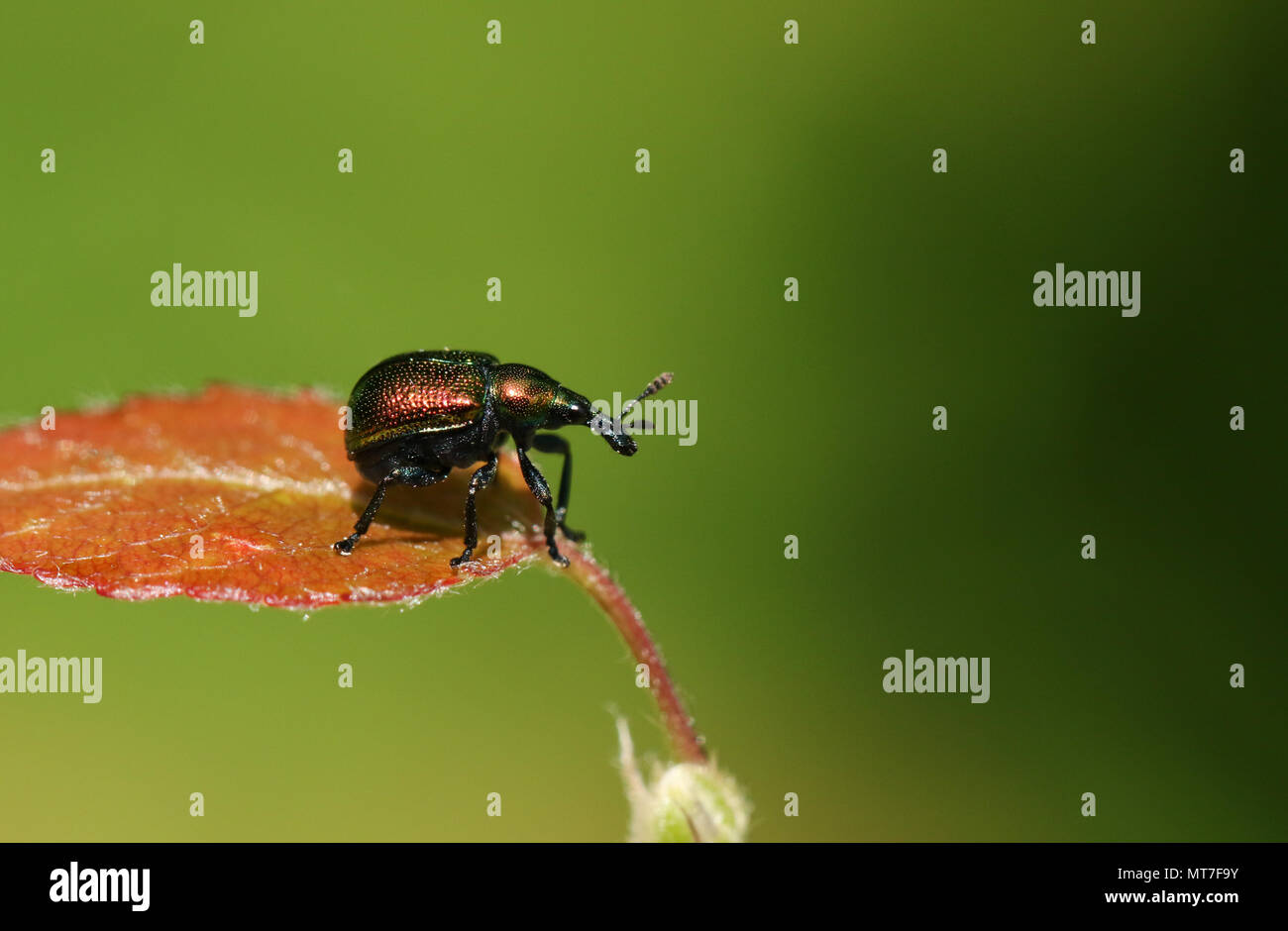 A pretty Leaf rolling weevil (Byctiscus populi) perching on a leaf ...