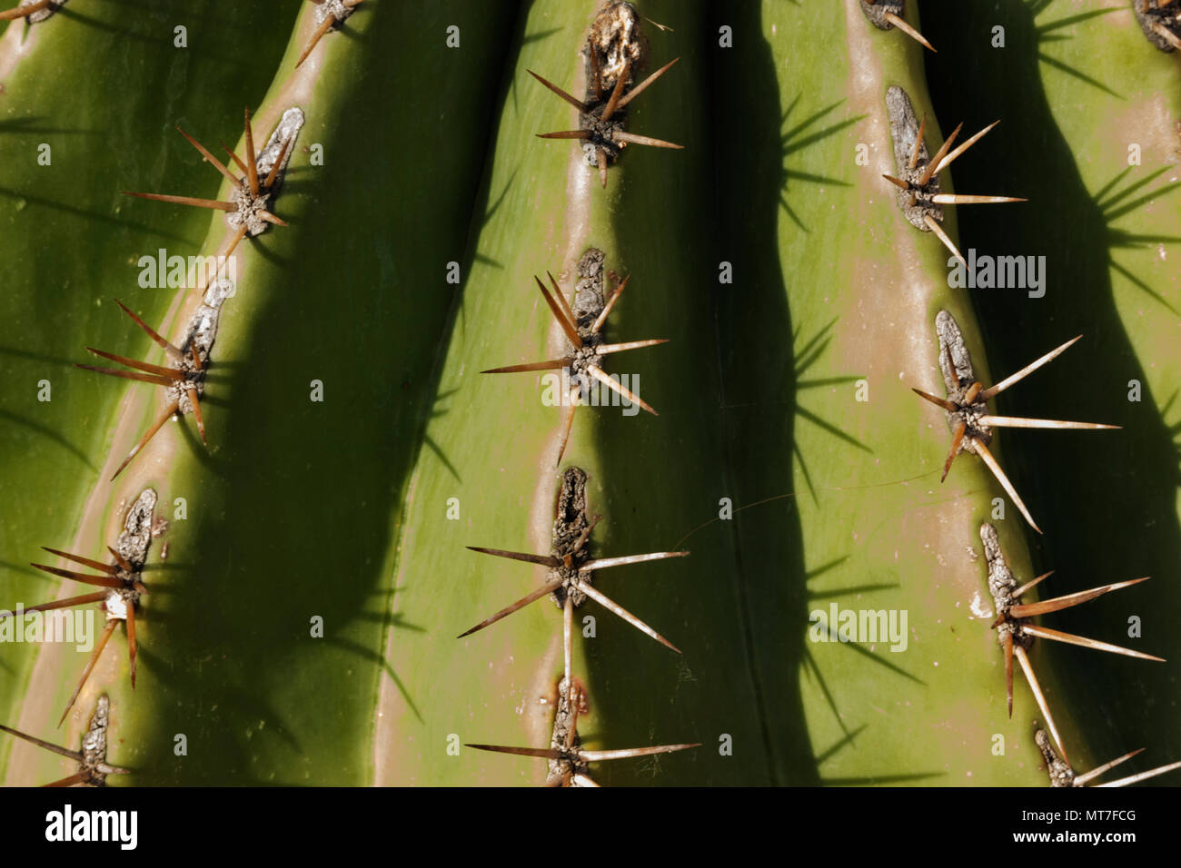 Cactus close up ,sunlight shadows ,high contrast Stock Photo - Alamy