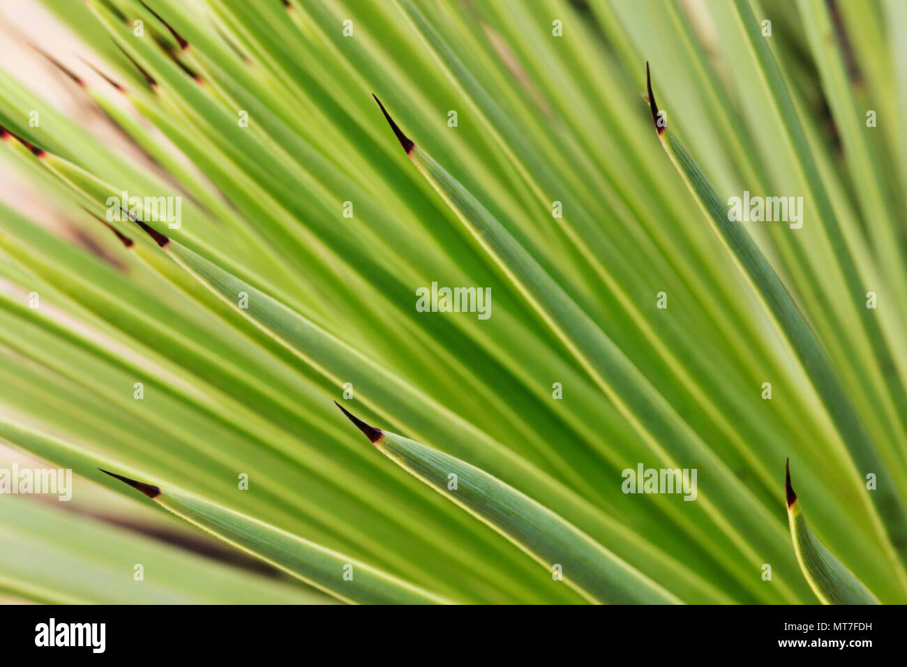 Long thin leaves hi-res stock photography and images - Alamy