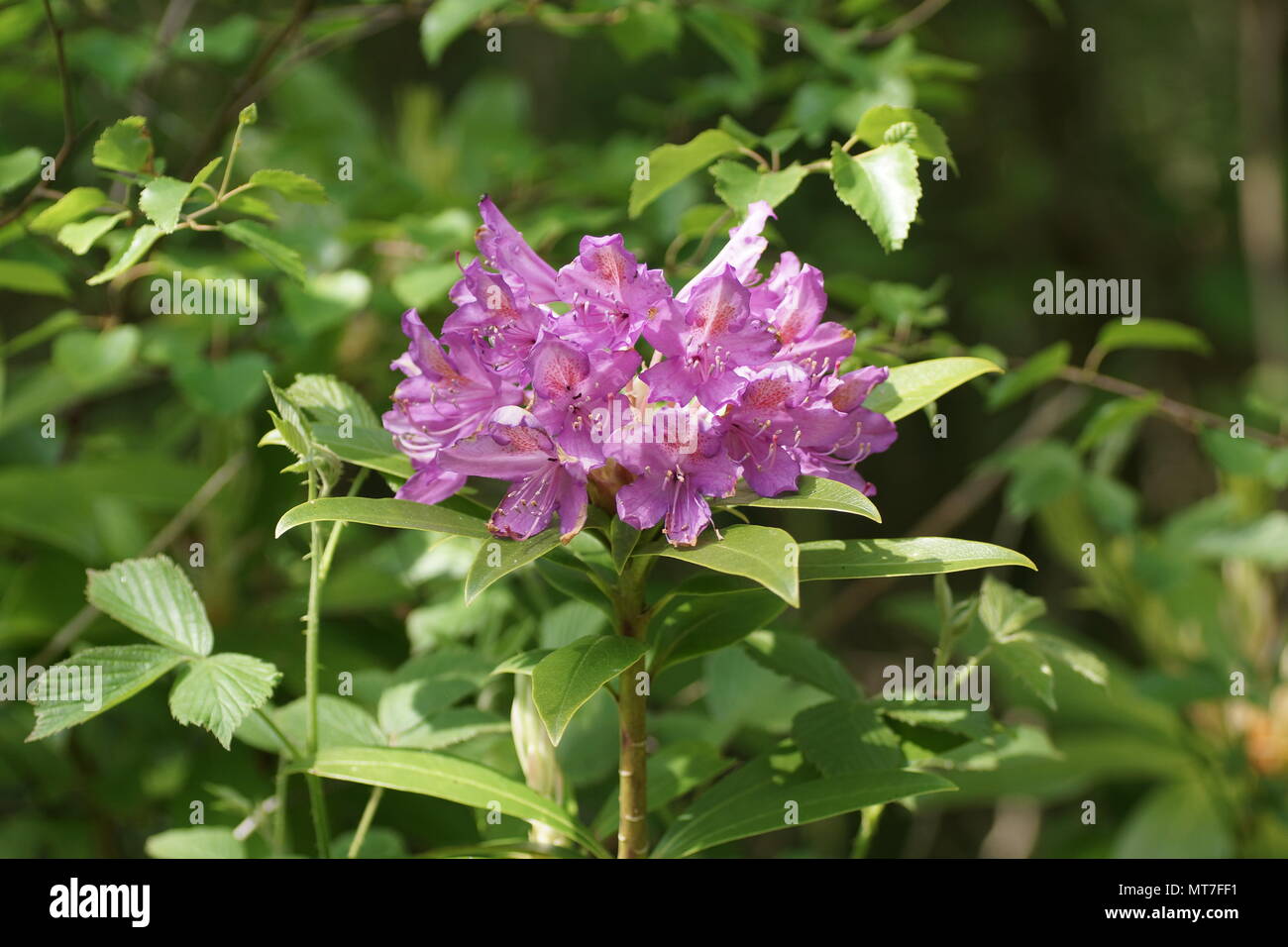 Ponticum hi-res stock photography and images - Alamy