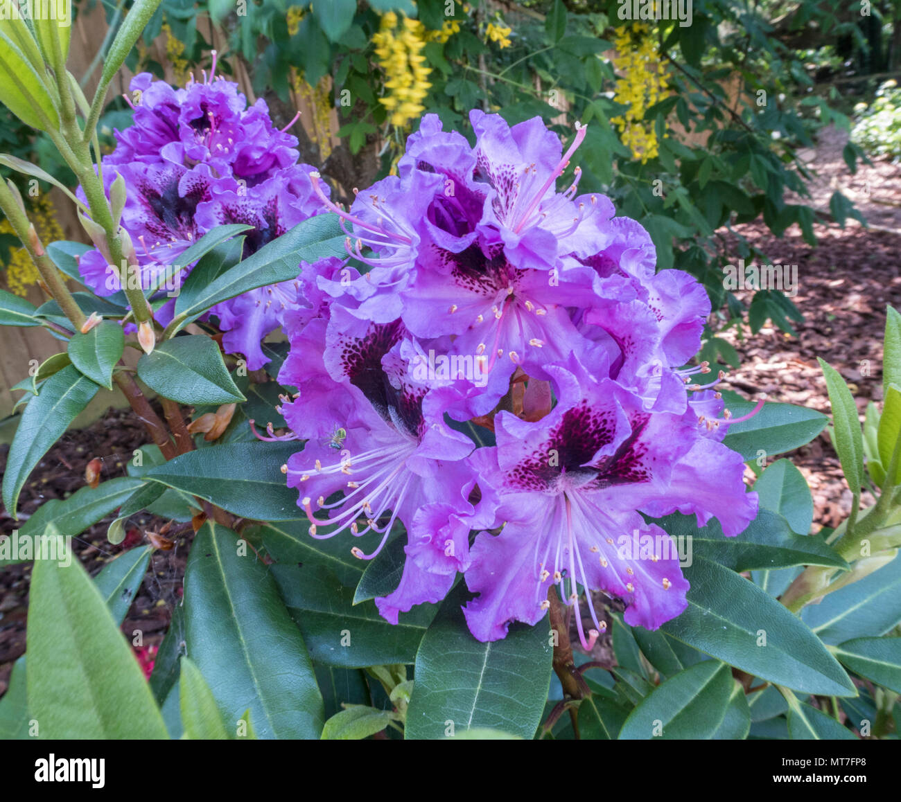 Rhododendron hybrid Blaue Jungs, tolerant of neutral soil conditions ...