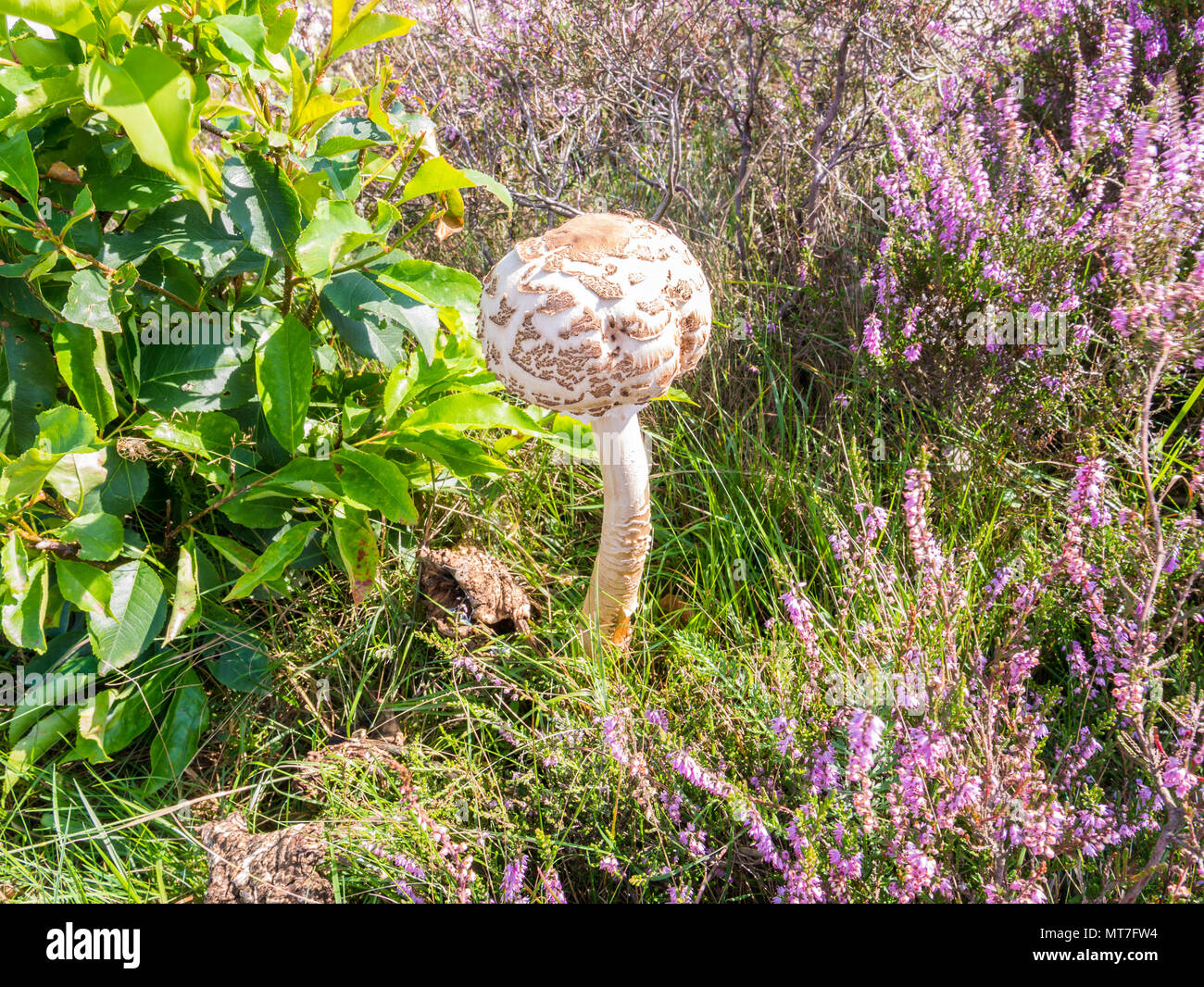 Spherical fungi hi-res stock photography and images - Alamy