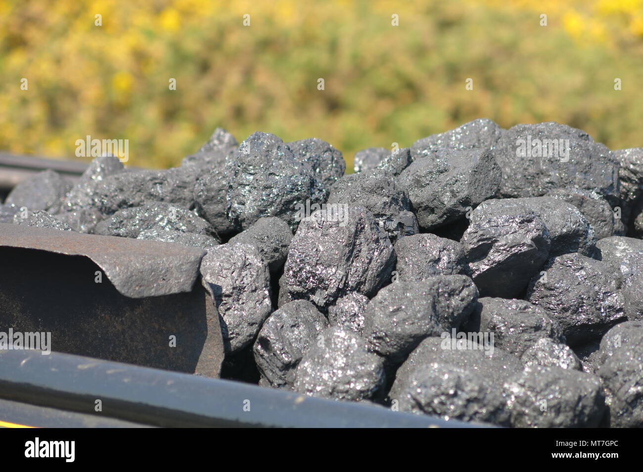 A tender full of coal behind the steam locomotive Typhoon on the Romney ...