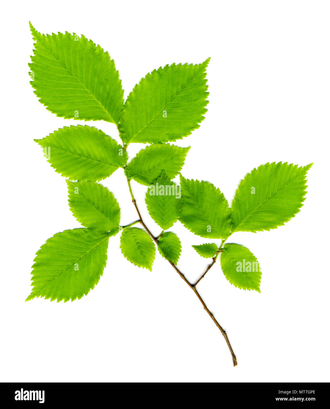 Branch of an ash tree with green leaves isolated on a white background ...
