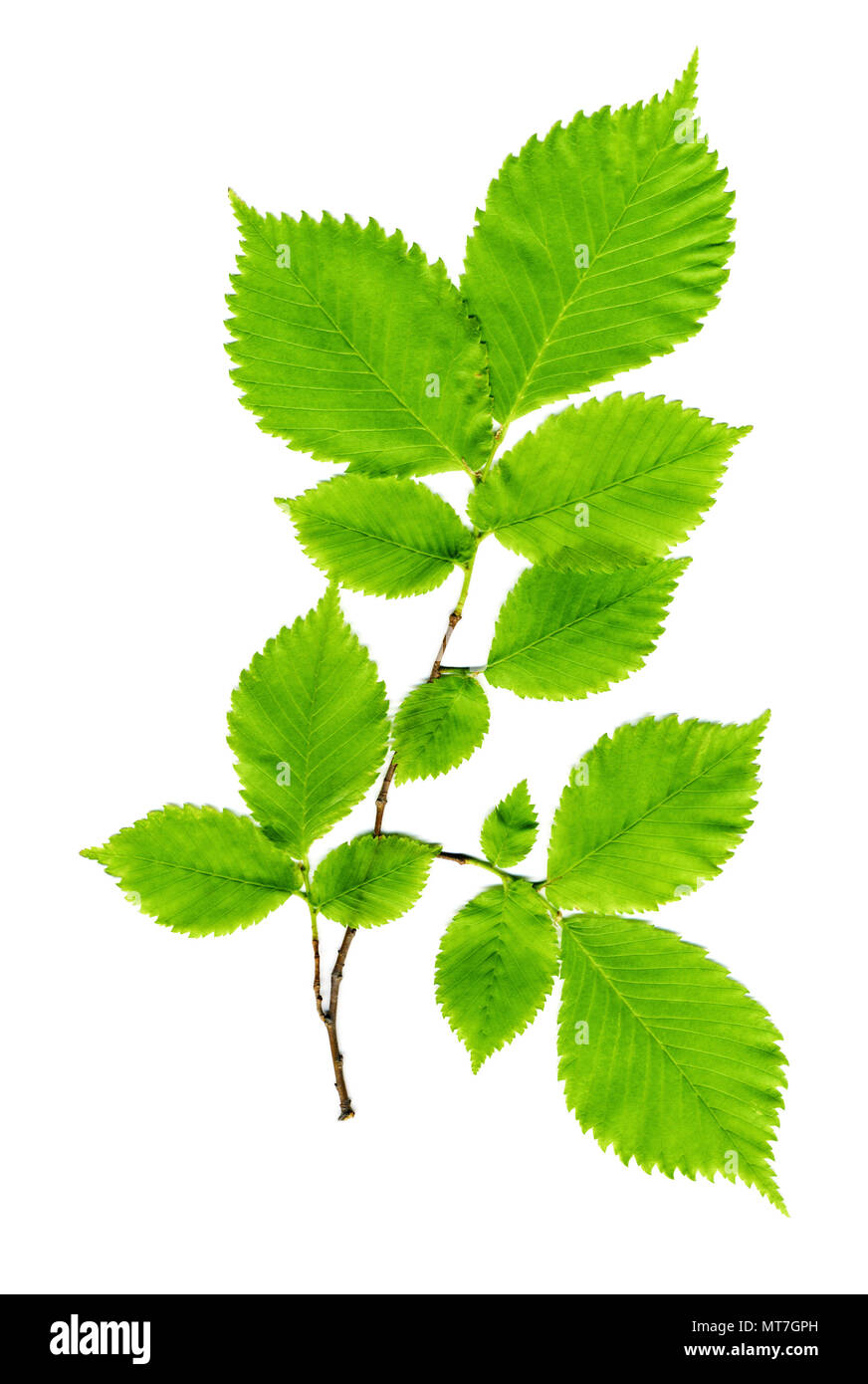 Branch of an ash tree with green leaves isolated on a white background ...