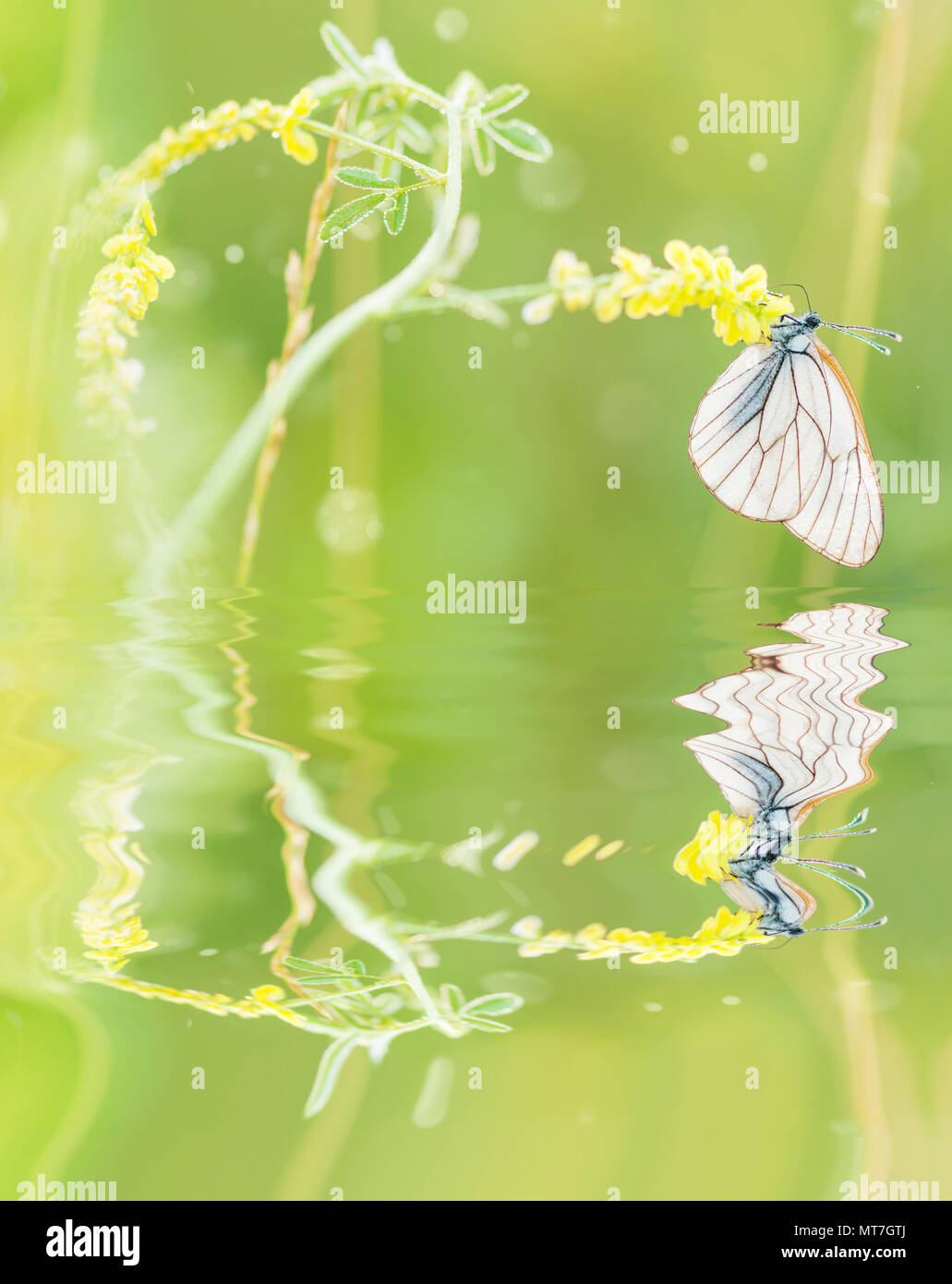 Spring white butterfly hi-res stock photography and images - Alamy
