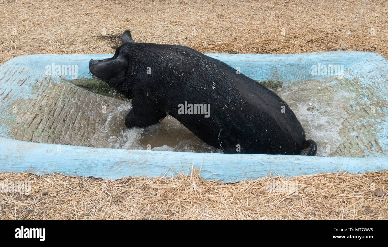 Iberian Black pig bathing in enclosure at agricultural show in Spain ...