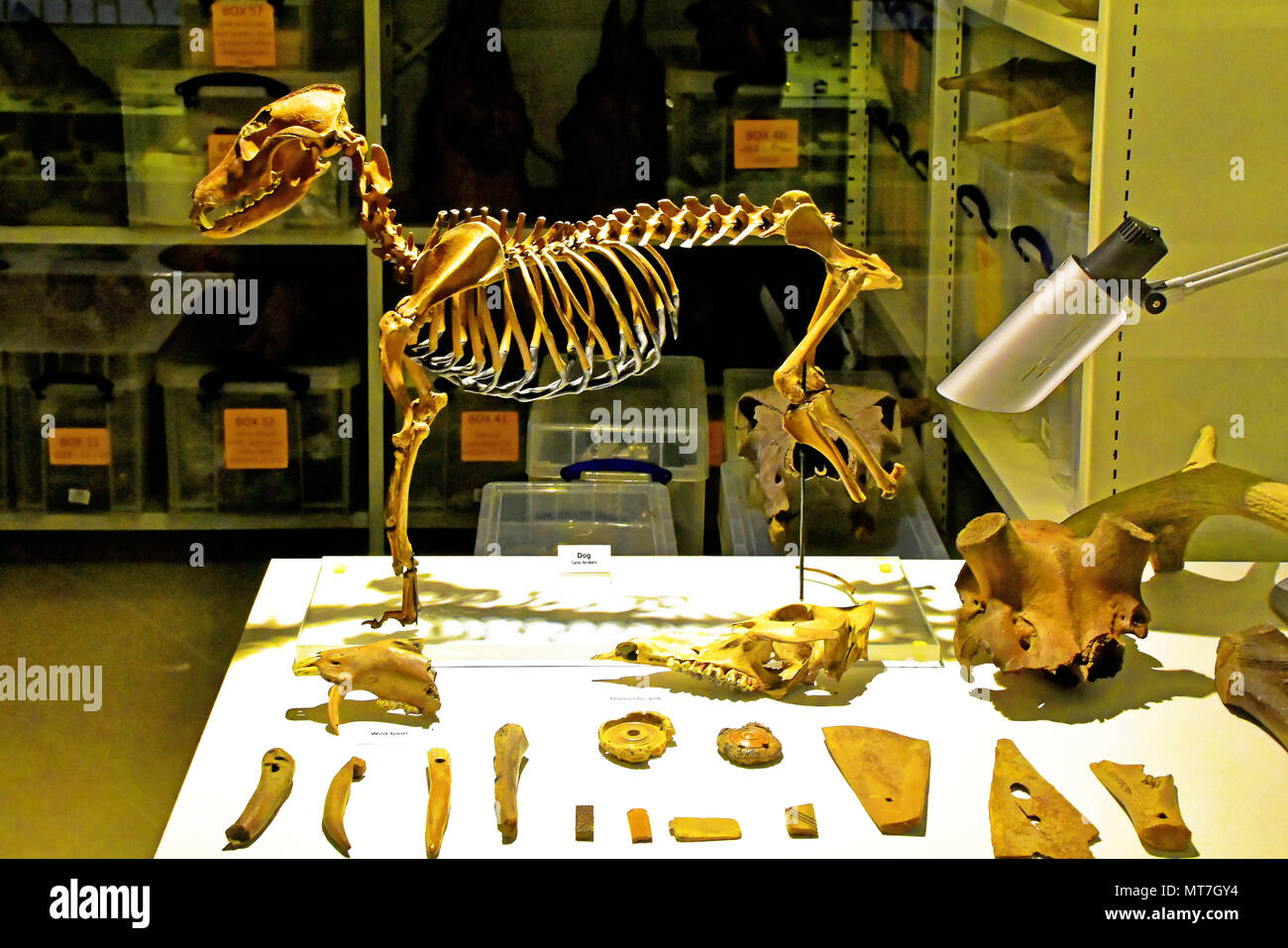 Vindolanda Roman Fort and Museum Northumberland bones of dog pig and ...