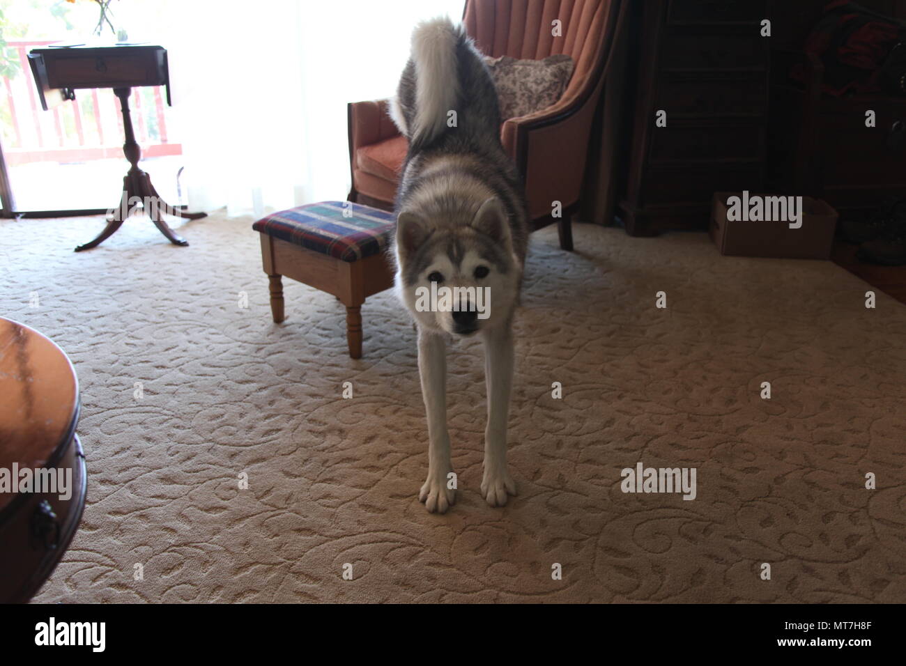 Husky yoga hi-res stock photography and images - Alamy