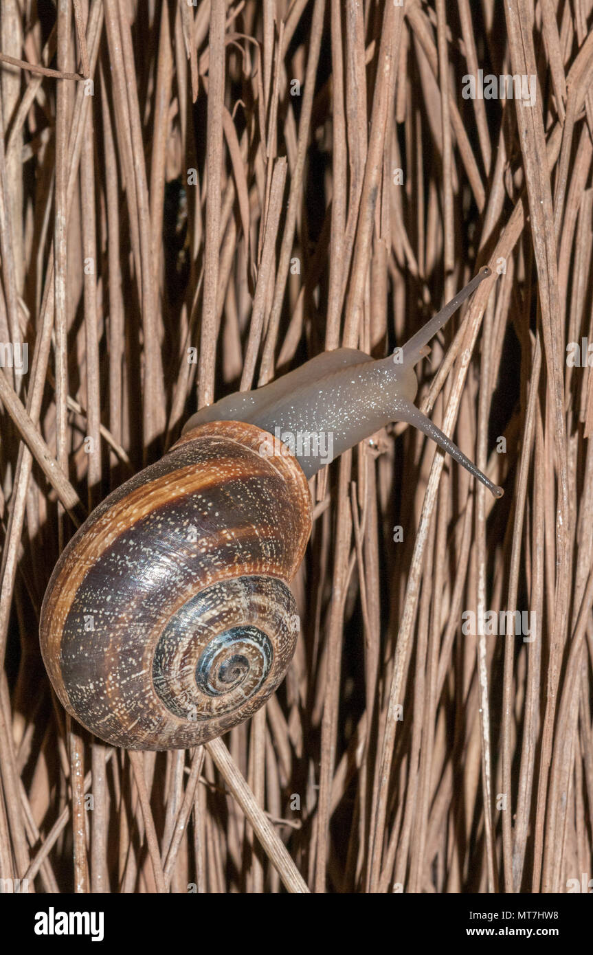 Helix aspersa, Cornu aspersum, garden snail, dry pine leaves Stock ...