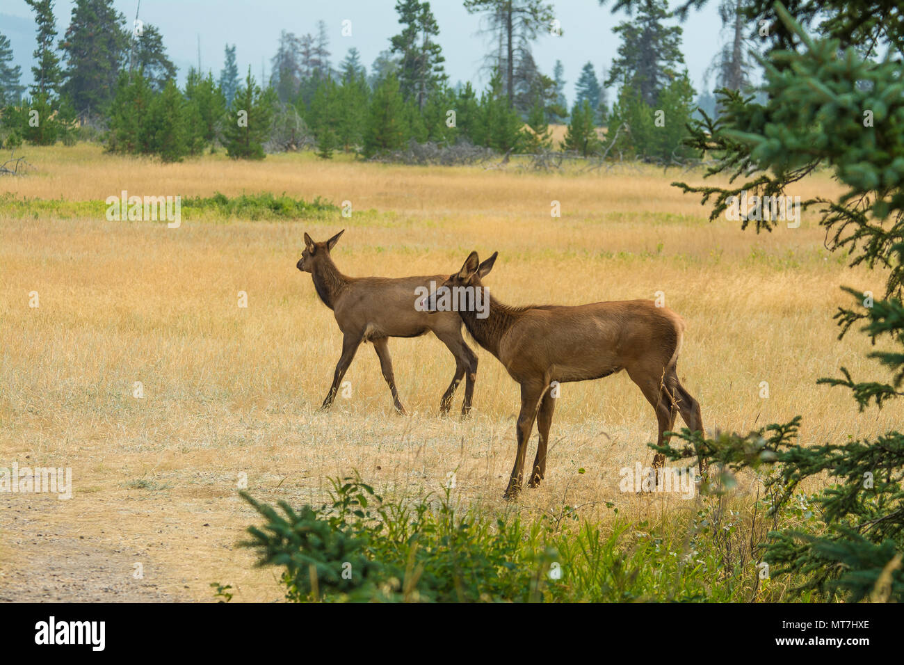 A pair of female elk, Cervus canadensis, foraging for food on the edge ...