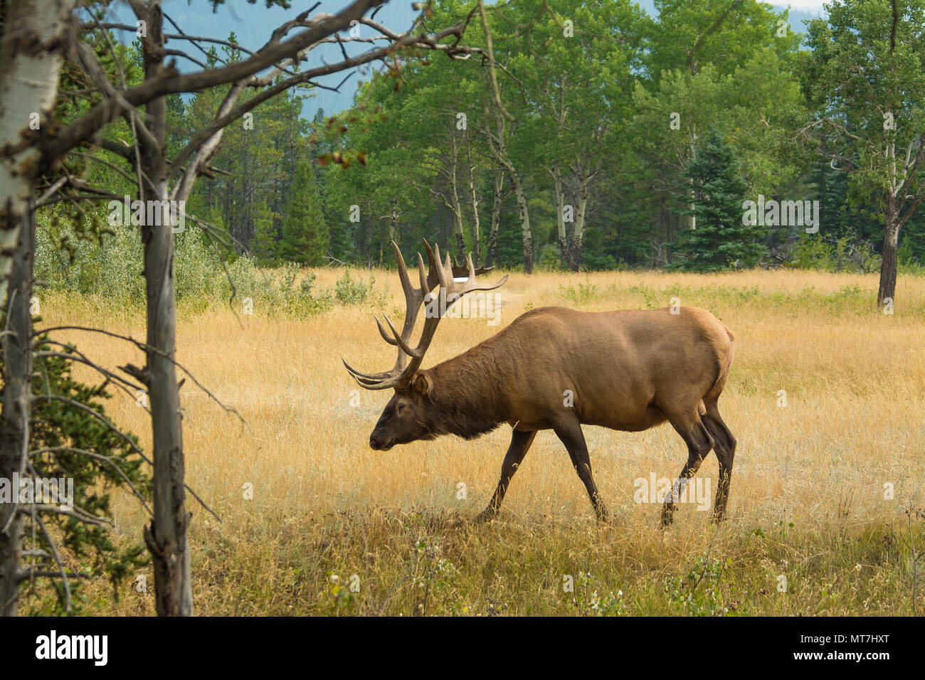 Jasper national park large hi-res stock photography and images - Alamy