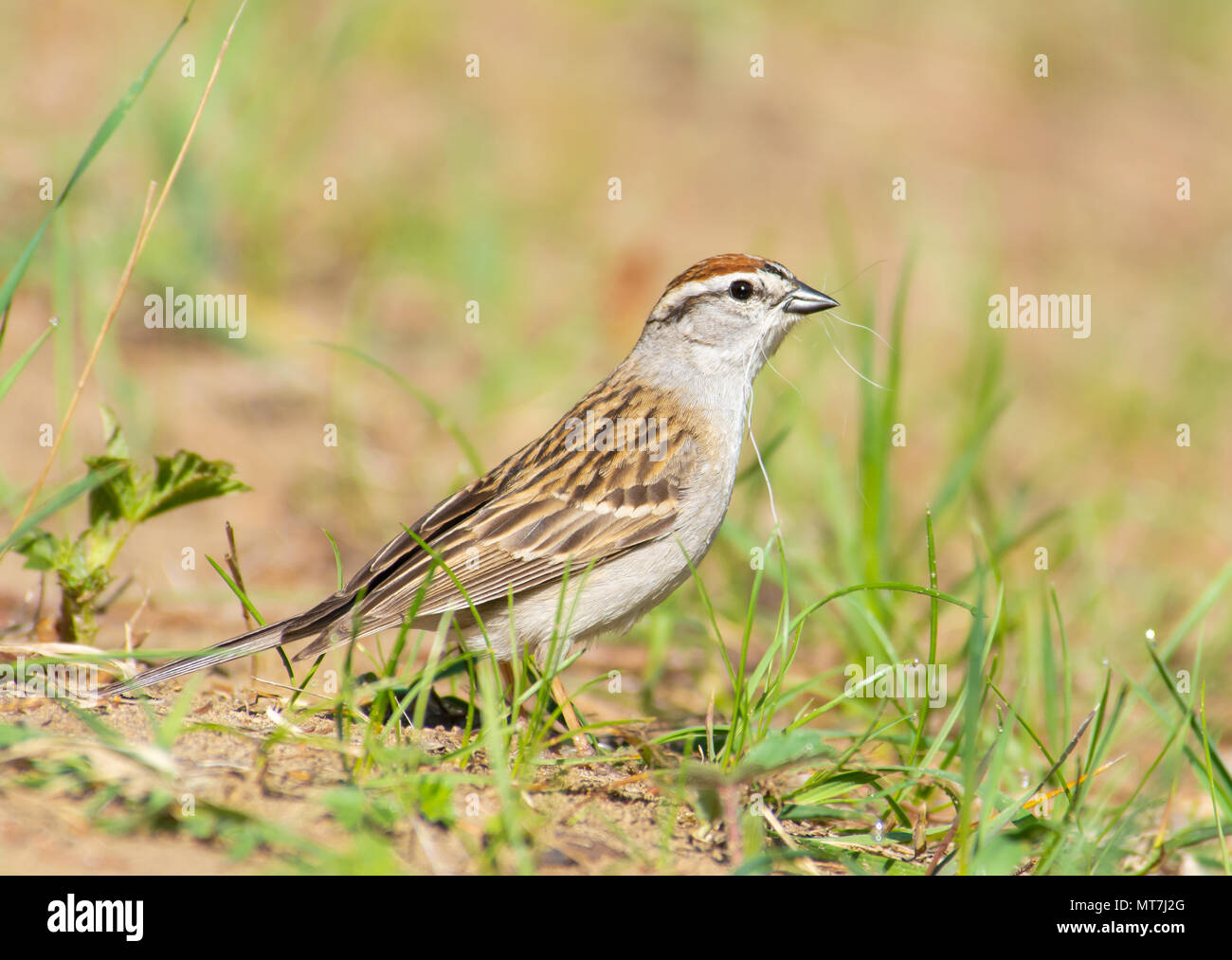 A chipping sparrow, Spizella passerina, looking for nesting material in ...