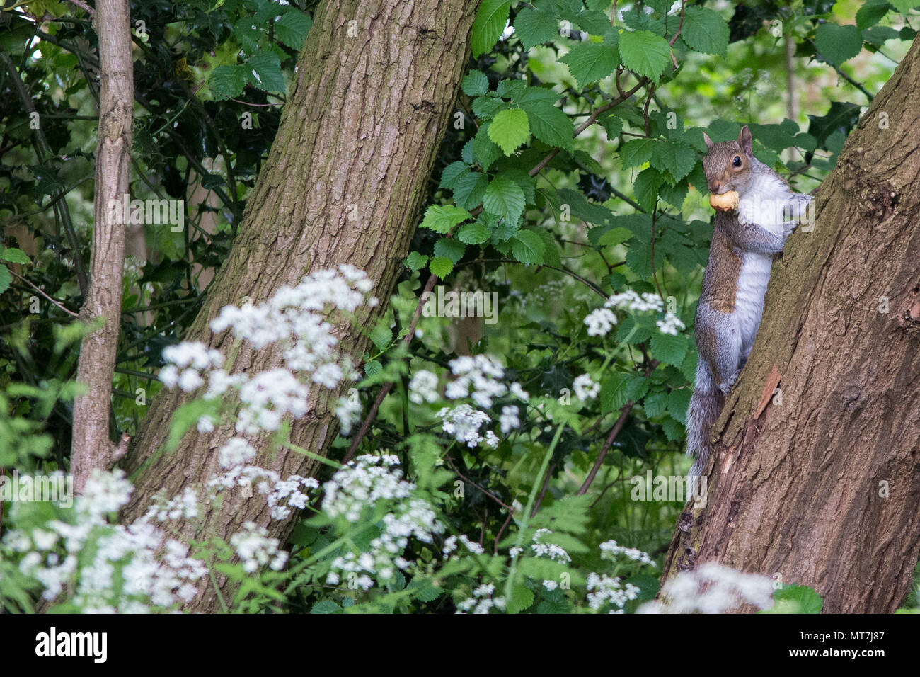 A cheeky squirrel with a nut in it's mouth looks straight into camera ...
