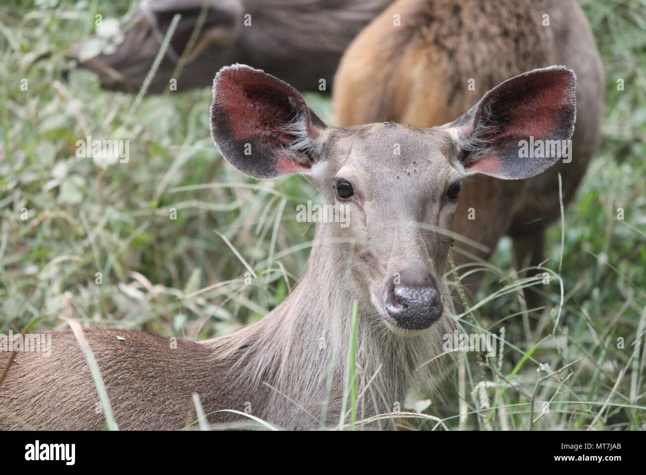Dont listening hi-res stock photography and images - Alamy