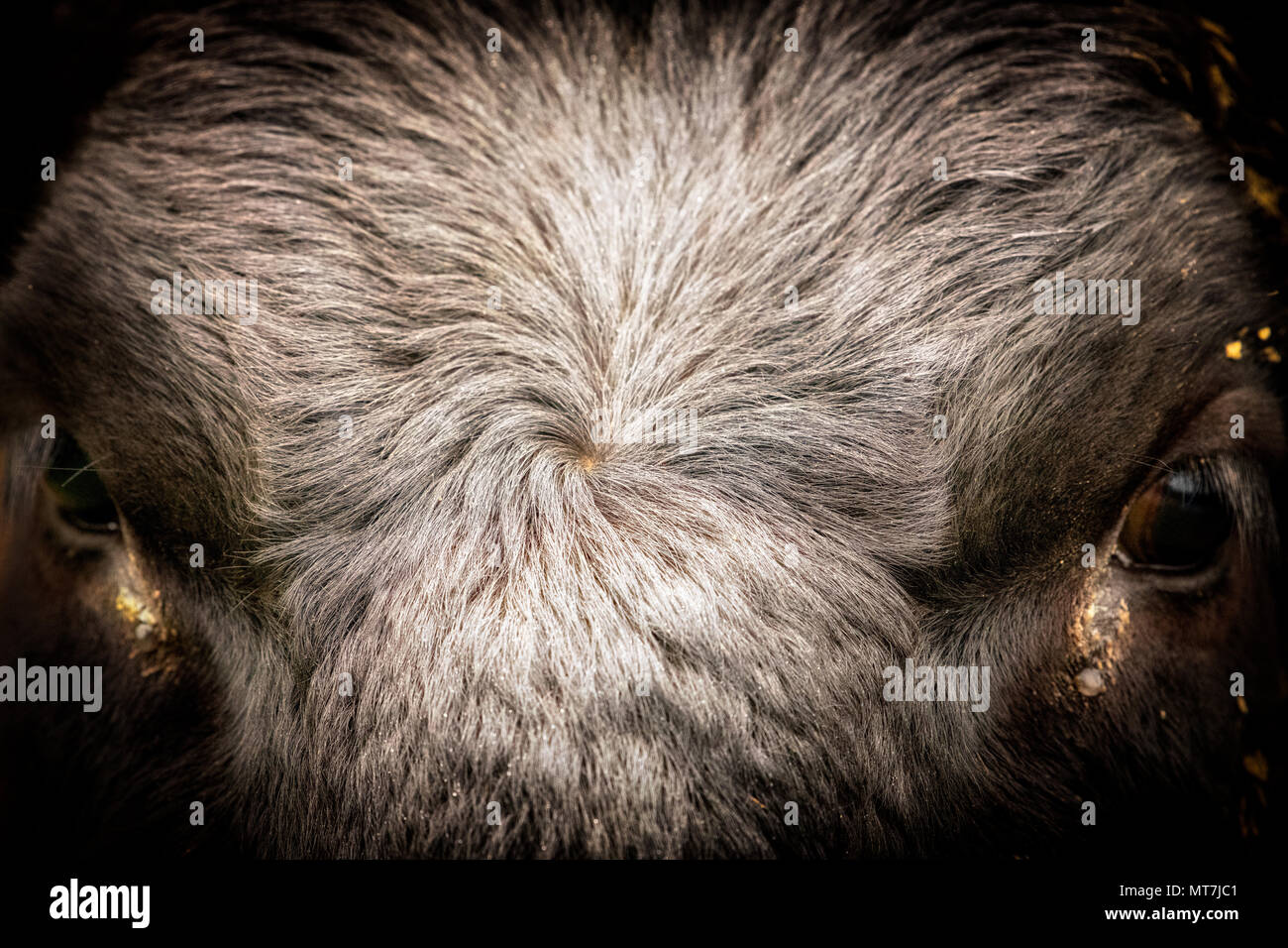 A close up of a cow's face Stock Photo - Alamy