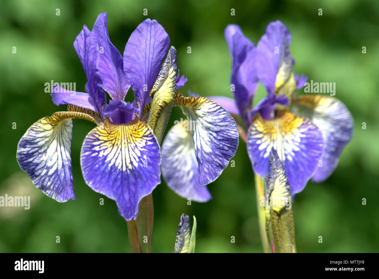 Siberian iris hi-res stock photography and images - Alamy
