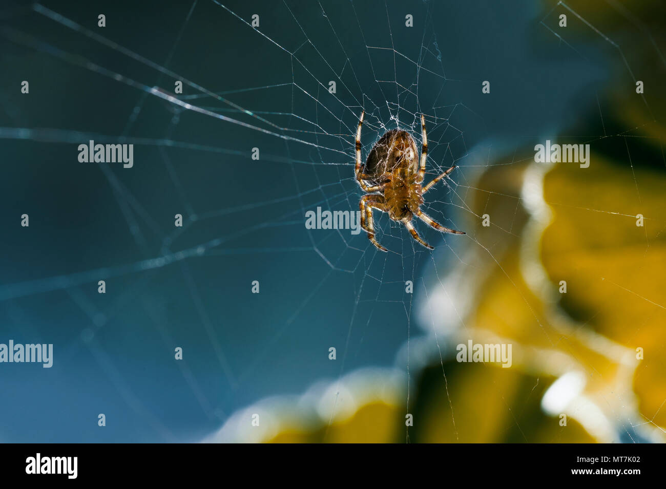 Spider from bottom view in the center of its web and on blue and green ...