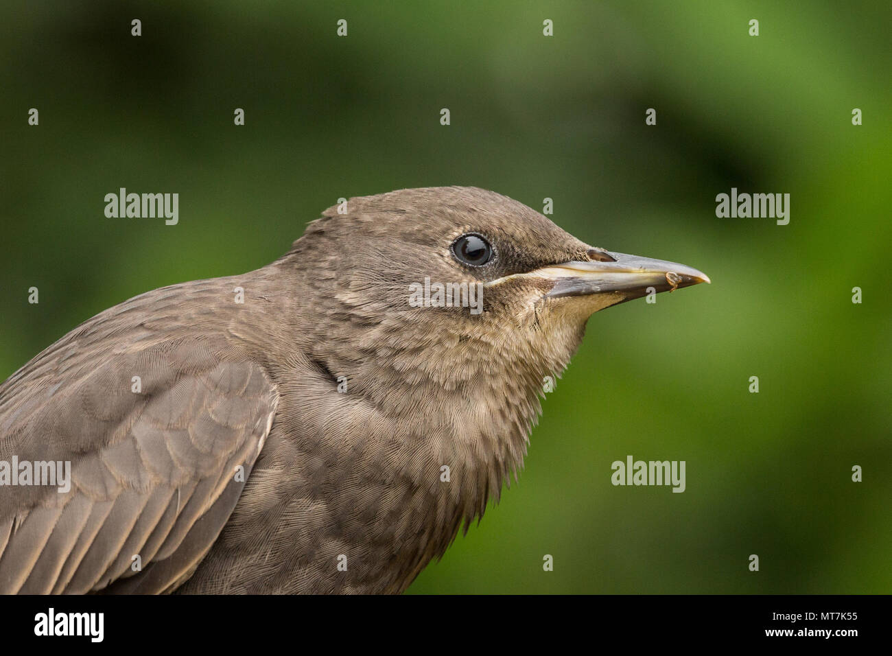 Baby starling hi-res stock photography and images - Alamy