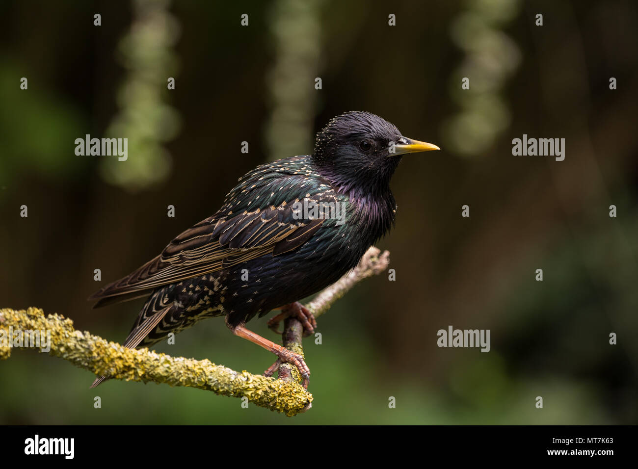 Wildlife starling hi-res stock photography and images - Alamy