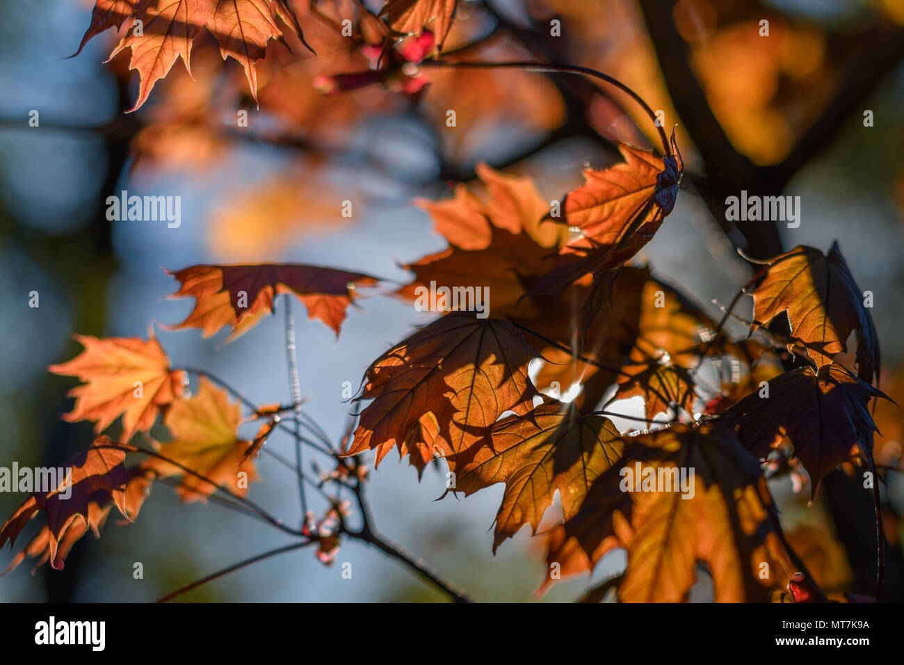 Acer rubrum, the red maple, also known as swamp, water or soft maple ...