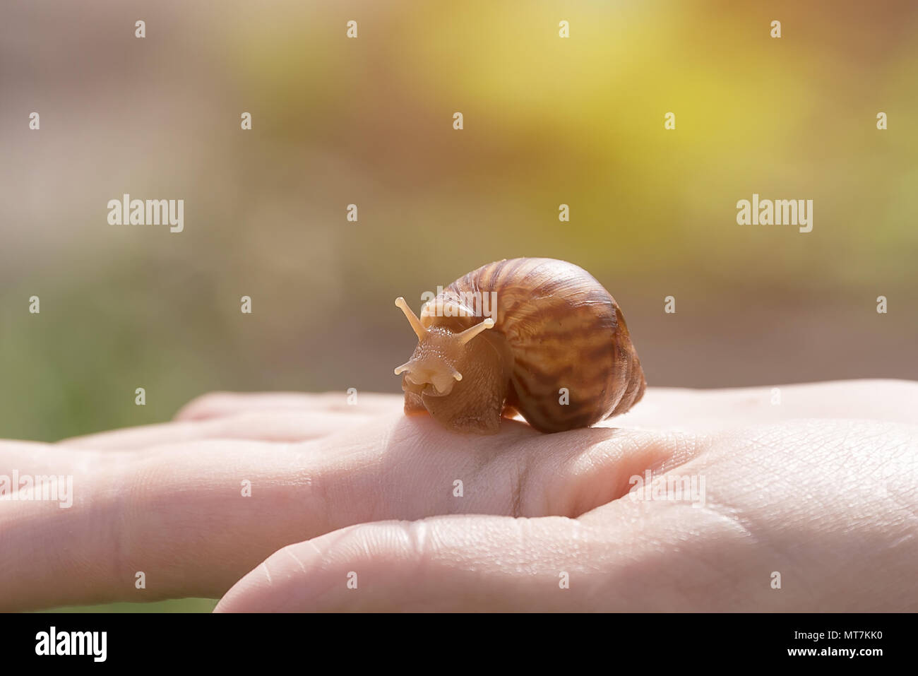 Baby garden snails hi-res stock photography and images - Alamy