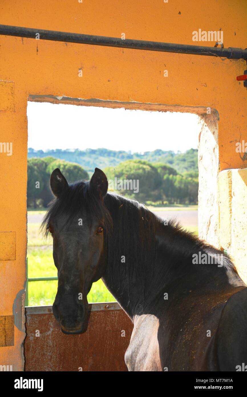 Black horse fly hi-res stock photography and images - Alamy