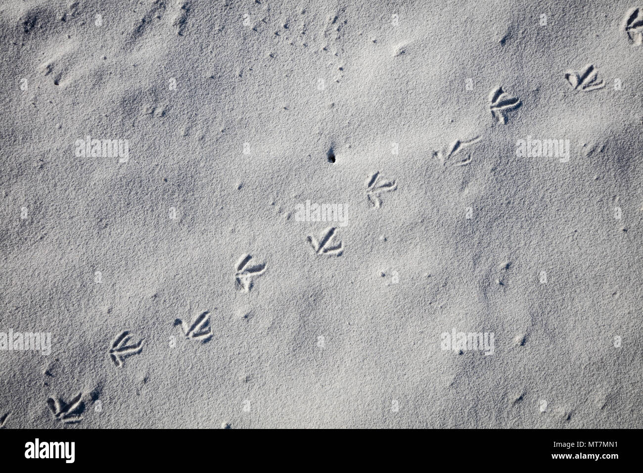 Bird footprints in sand hi-res stock photography and images - Alamy