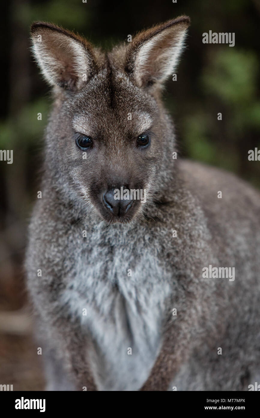 Wallaby portrait in Freycinet National Park, Tasmania, Australia Stock ...
