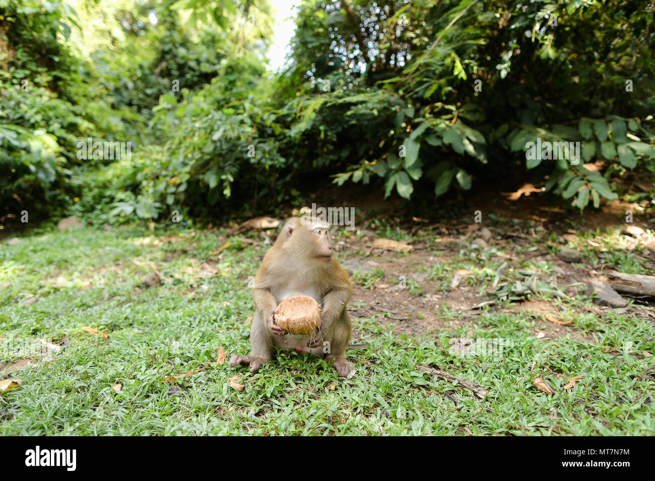 Little nice monkey sitting on grass and eating coconut Stock Photo - Alamy