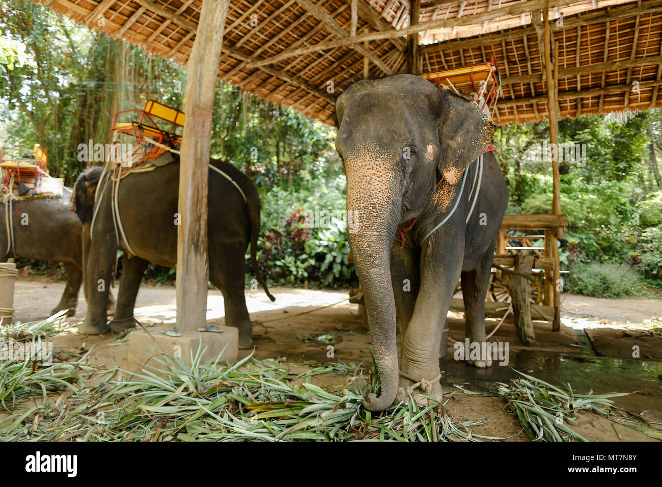 Tamed nice elephants with saddle standing at zoo Stock Photo - Alamy