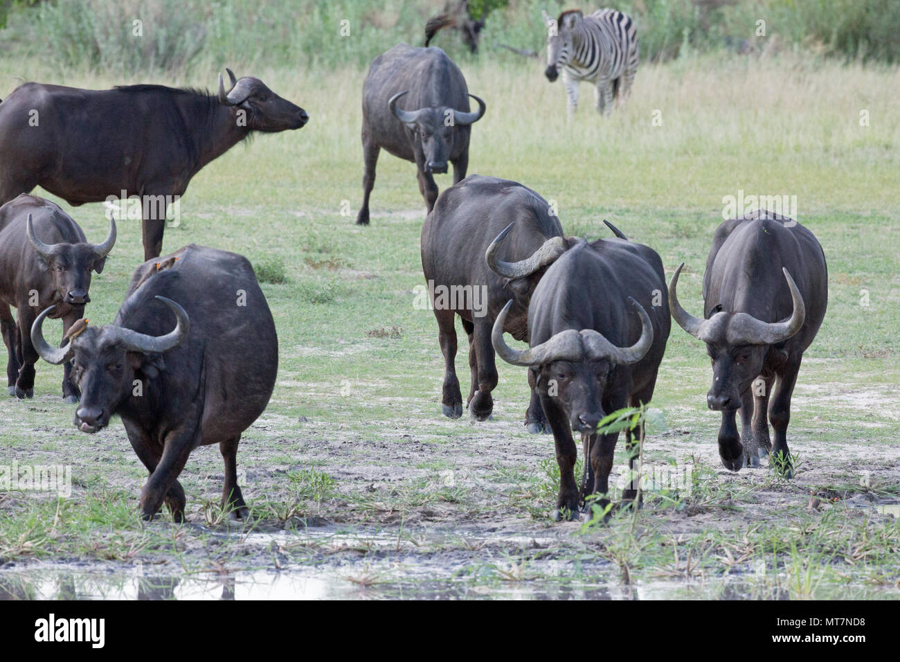 African water buffalo hi-res stock photography and images - Alamy