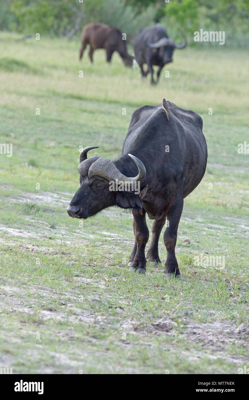 Poor posture hi-res stock photography and images - Alamy