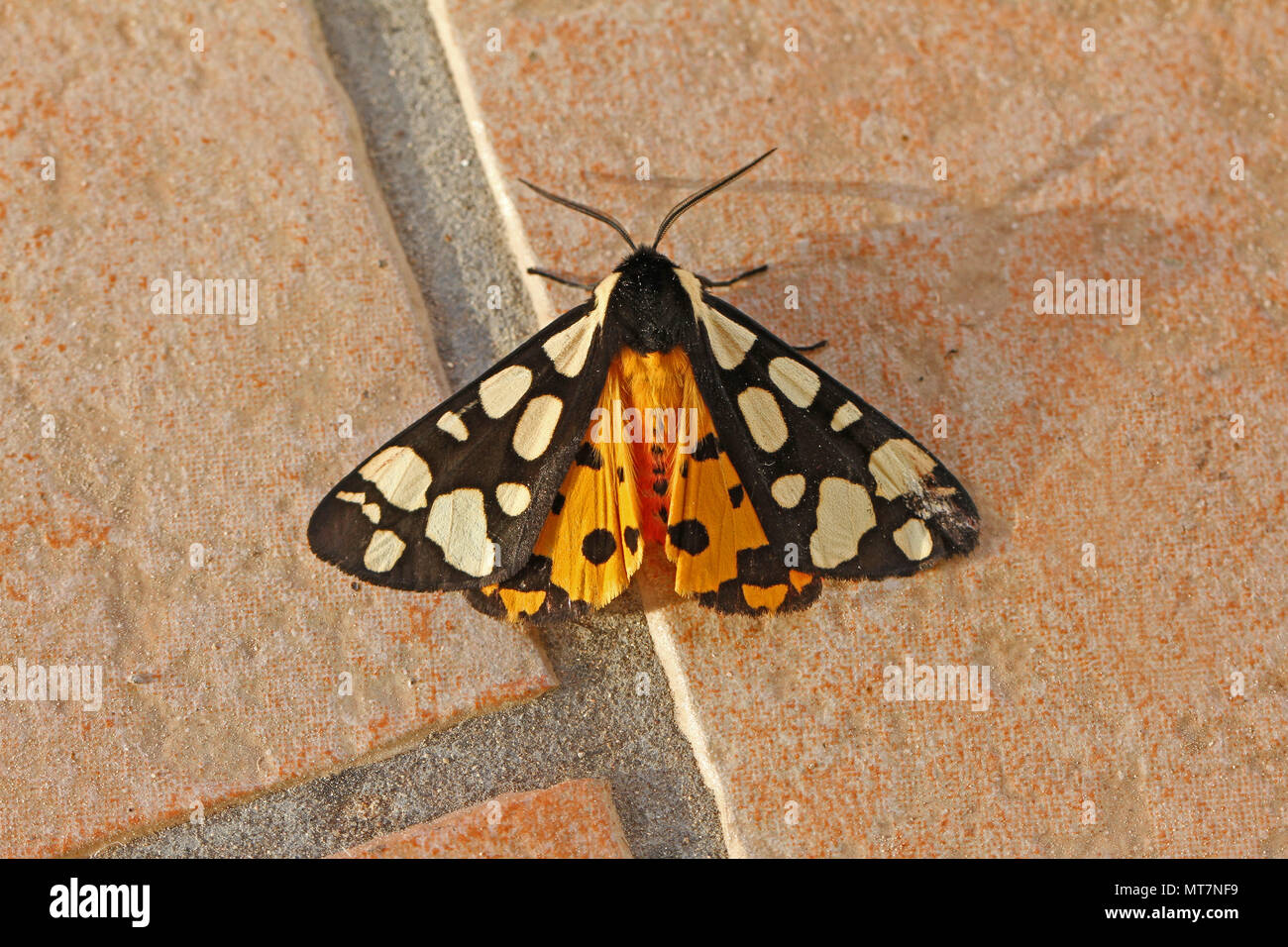 Cream spotted tiger moth hi-res stock photography and images - Alamy