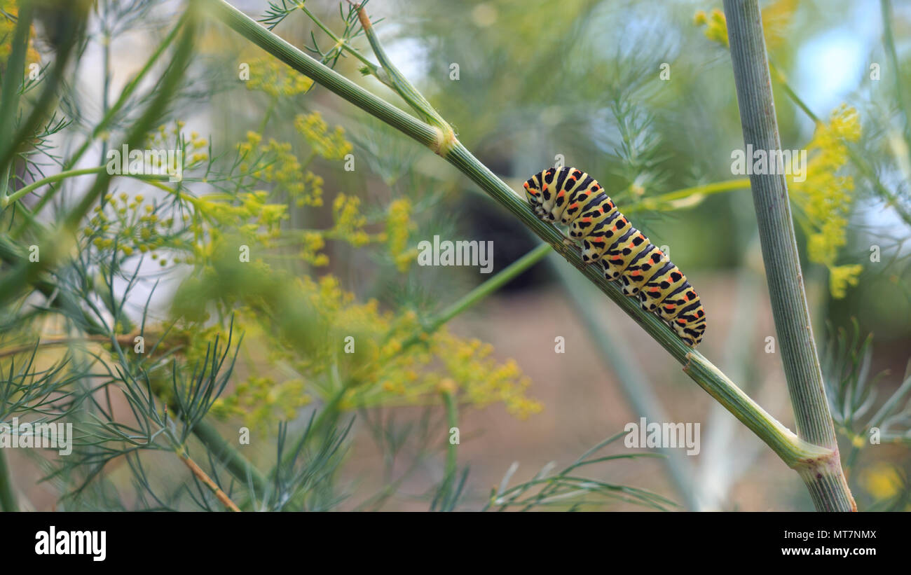 Rare Caterpillar High Resolution Stock Photography and Images - Alamy