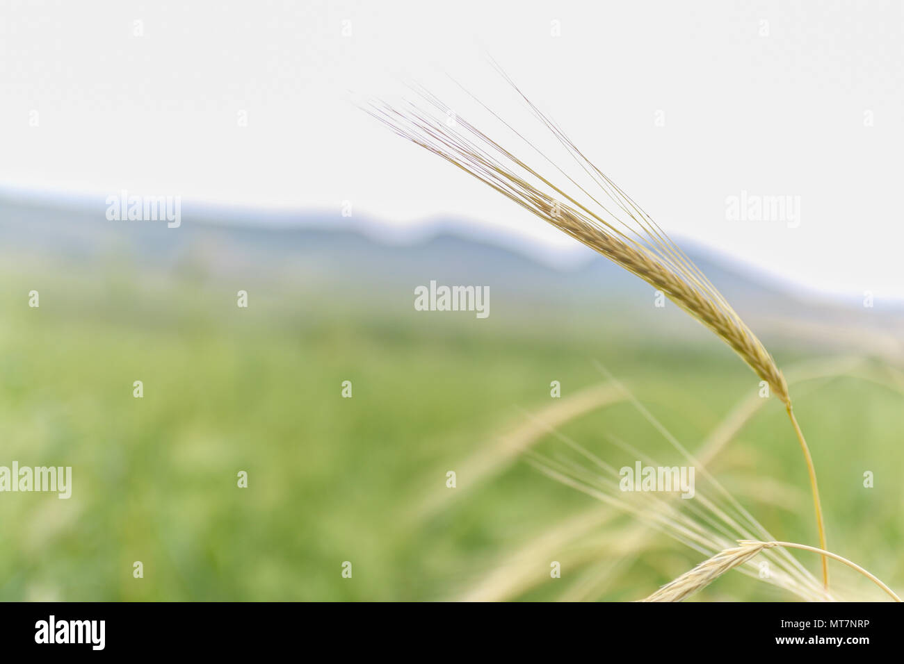 Wheat leaf hi-res stock photography and images - Alamy