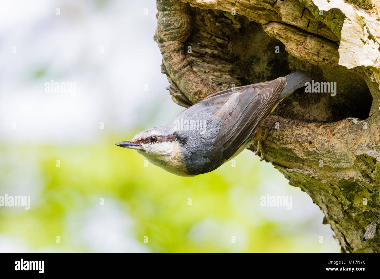Fraxinus excelsior bird hi-res stock photography and images - Alamy