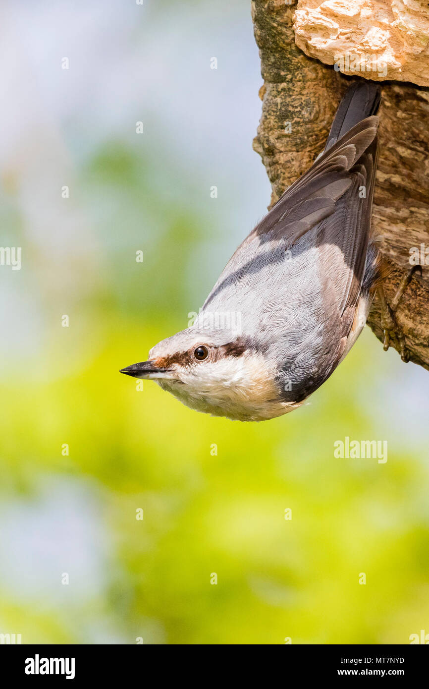 European nuthatch attending to its nest in an ash tree in mid Wales ...