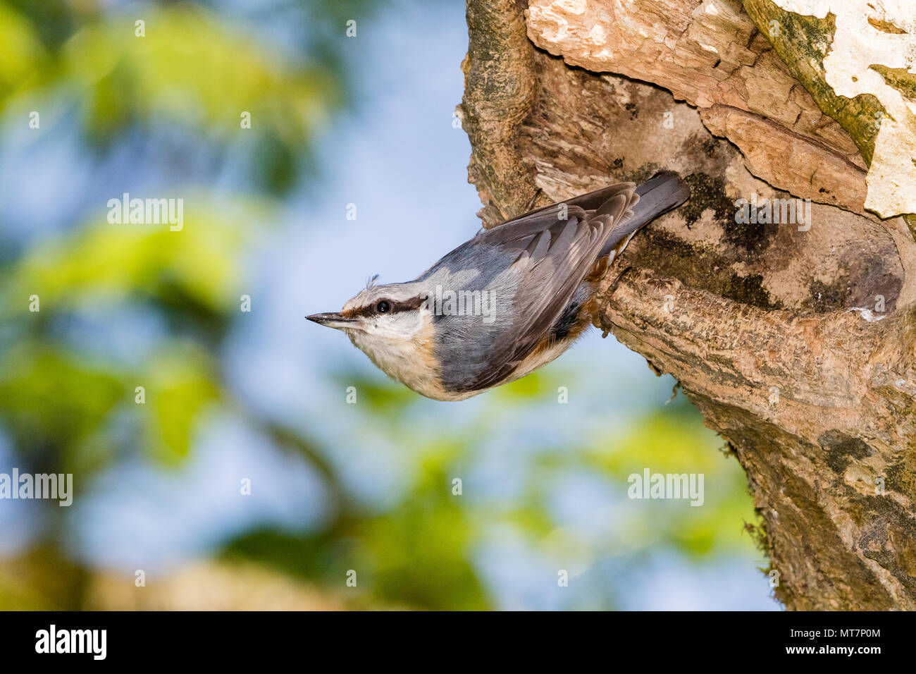 European nuthatch attending to its nest in an ash tree in mid Wales ...