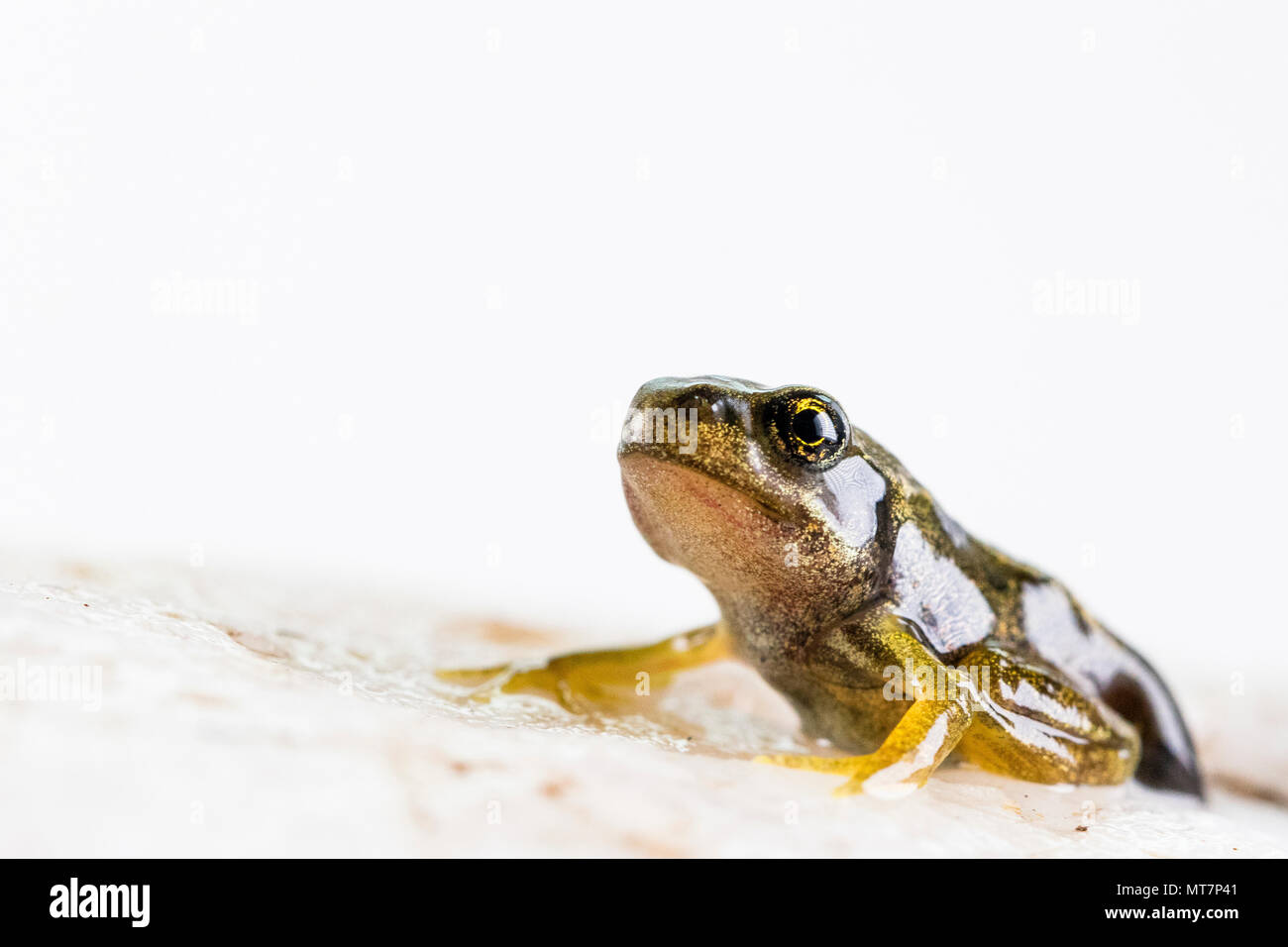 tadpole/froglet photographed in a controlled set up in mid Wales Stock ...