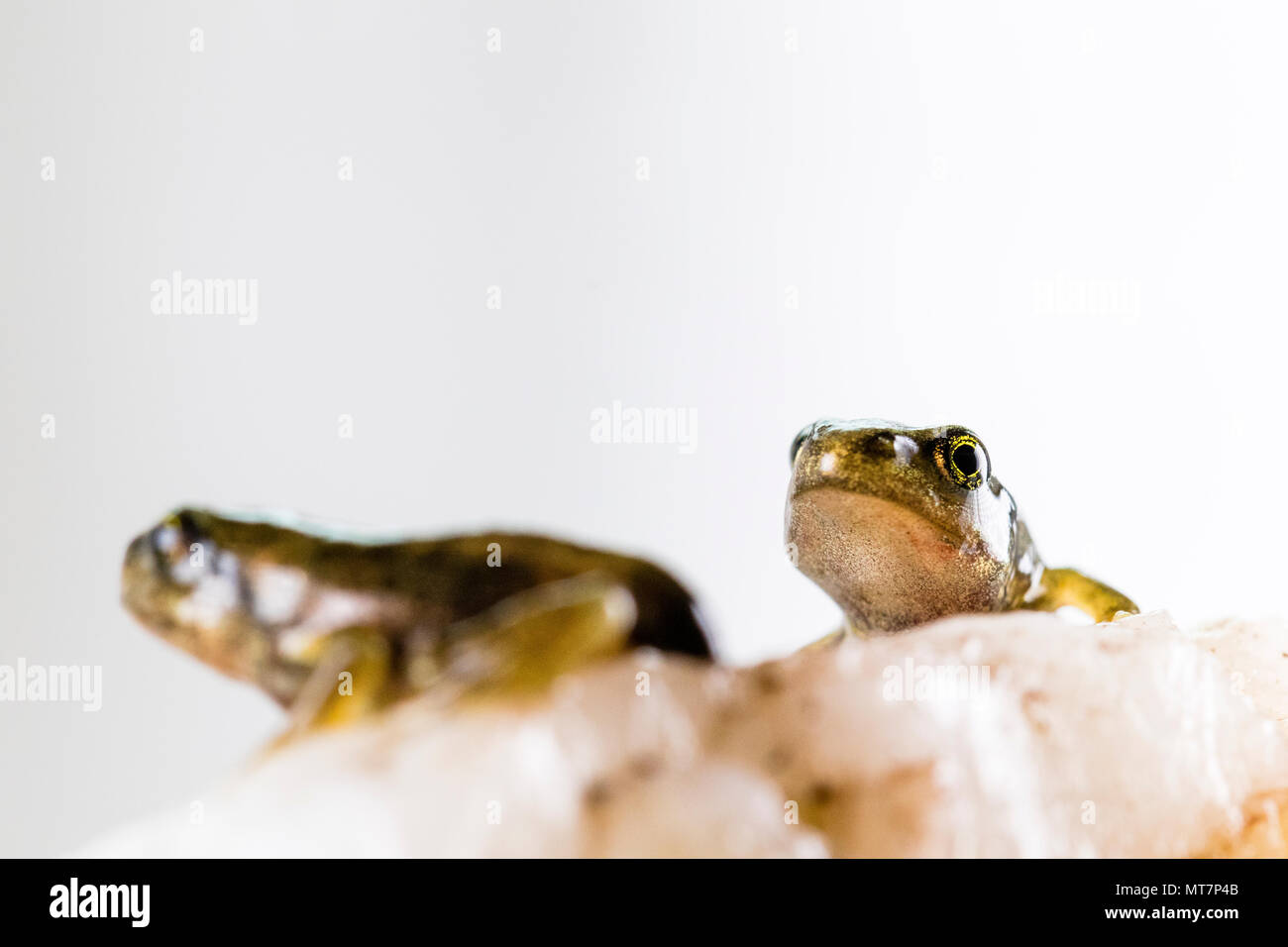 tadpole/froglet photographed in a controlled set up in mid Wales Stock ...